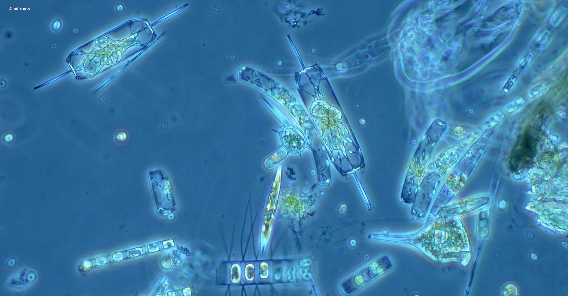 Continuous Plankton Recorder (CPR) Survey | CPR Survey